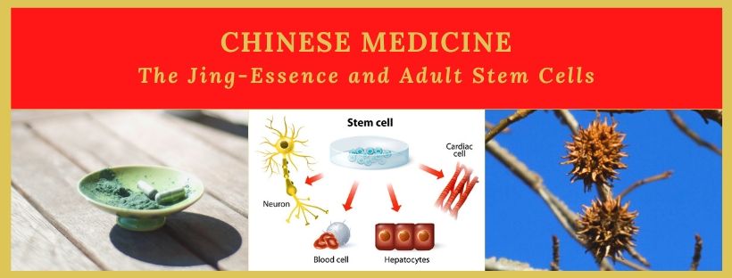 Adult Stem Cells, the Jing Essence and Chinese Medicine - The ...